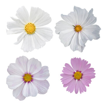 Plants and Flowers stock photos, royalty-free images, vectors, video ...