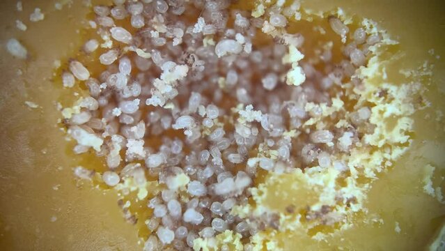 "Cheese Mites" Immagini - Sfoglia 206 foto, vettoriali e video Stock ...