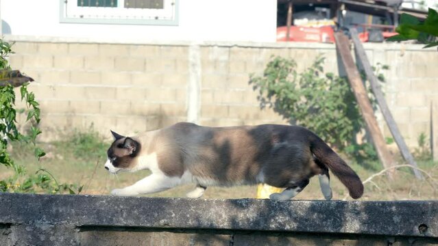 Stalking Cat Before And After