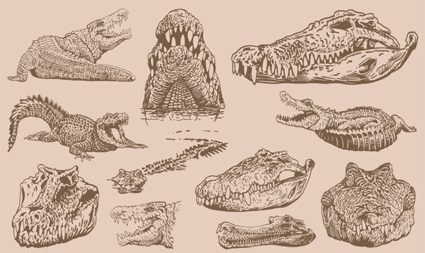 Tierbiss Bilder – Durchsuchen 128,562 Archivfotos, Vektorgrafiken und ...