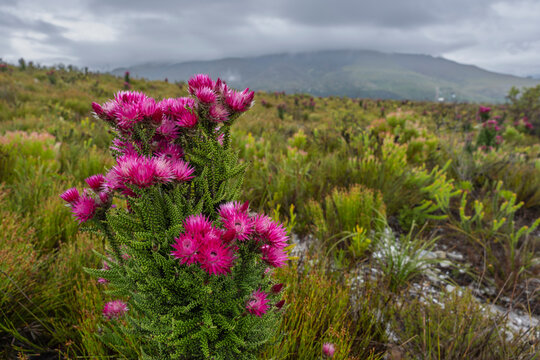 Fynbos Flowers Imagens – Procure 2,956 fotos, vetores e vídeos | Adobe ...