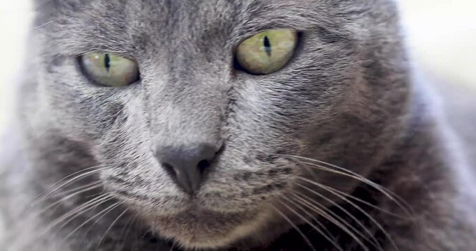 Imágenes de "Cat Profile": descubre bancos de fotos, ilustraciones ...