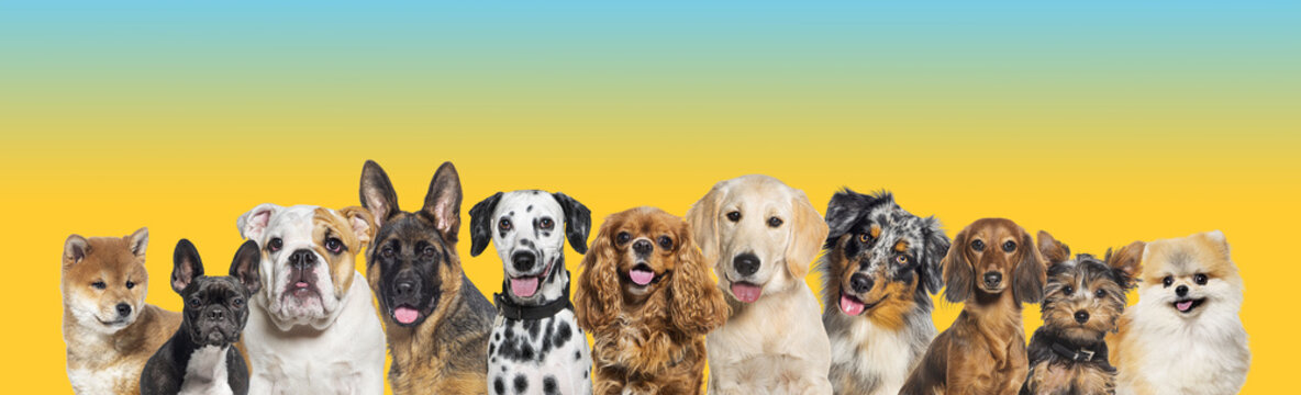 "Breeds Of Dogs" Images – Browse 1,238 Stock Photos, Vectors, and Video ...