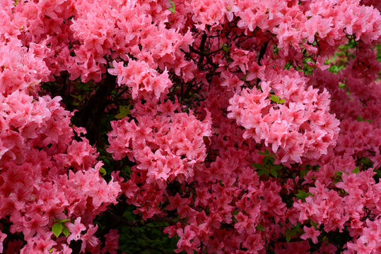 Azalea Bilder – Durchsuchen 75,913 Archivfotos, Vektorgrafiken und ...