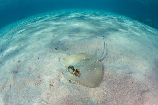 รูปภาพSelachii – เลือกดูภาพถ่ายสต็อก เวกเตอร์ และวิดีโอ1,911 | Adobe Stock