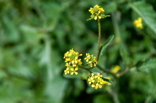 Lagr Images – Browse 12 Stock Photos, Vectors, and Video | Adobe Stock