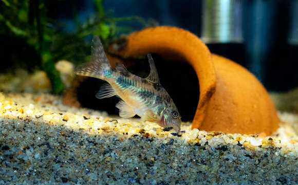 รูปภาพCorydoras – เลือกดูภาพถ่ายสต็อก เวกเตอร์ และวิดีโอ1,362 | Adobe Stock