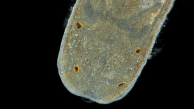 Nemertea Immagini - Sfoglia 190 foto, vettoriali e video Stock | Adobe ...