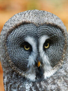 รูปภาพEulen – เลือกดูภาพถ่ายสต็อก เวกเตอร์ และวิดีโอ1,960 | Adobe Stock