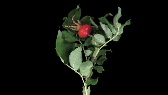 "Sweet Briar" Images – Parcourir 324 le catalogue de photos, vecteurs ...