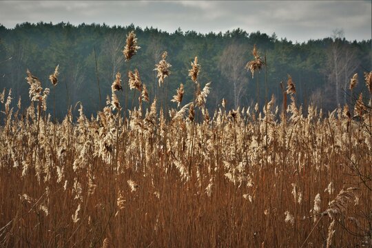 Trzcina Bilder – Durchsuchen 2,278 Archivfotos, Vektorgrafiken und ...