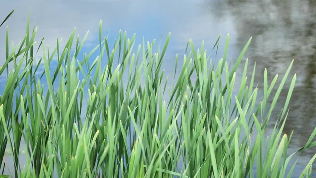 รูปภาพRaupo – เลือกดูภาพถ่ายสต็อก เวกเตอร์ และวิดีโอ249 | Adobe Stock