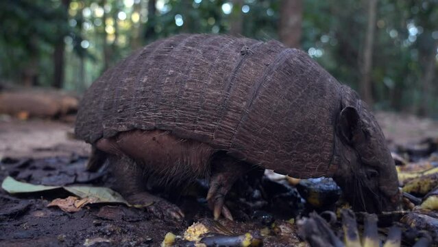 "Nine-Banded Armadillo" Images – Browse 4,094 Stock Photos, Vectors ...
