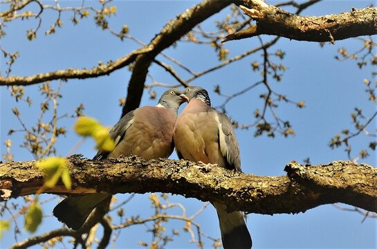 Piegon Images – Browse 253 Stock Photos, Vectors, and Video | Adobe Stock