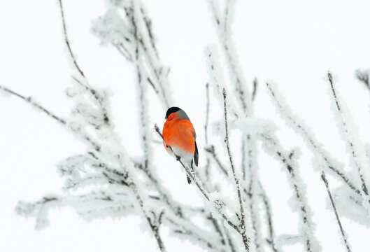 Dompap Images – Browse 49 Stock Photos, Vectors, and Video | Adobe Stock