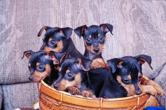 "Mini Pinscher" Images – Browse 263 Stock Photos, Vectors, and Video ...