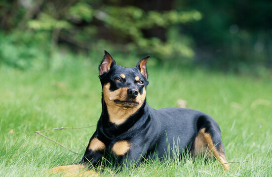 "Mini Pinscher" Images – Browse 263 Stock Photos, Vectors, and Video ...