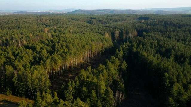 Timber Forest Images – Browse 2,633,086 Stock Photos, Vectors, and ...