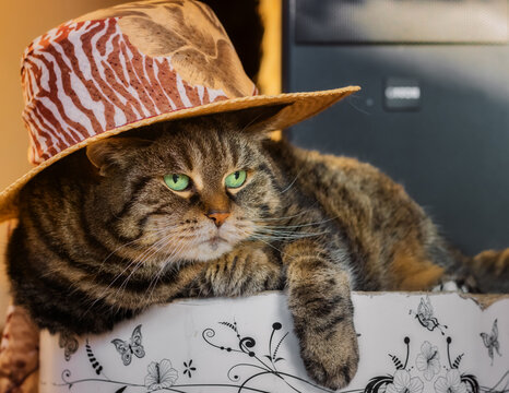 Not Impressed Animals