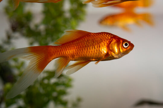รูปภาพGoldenfish – เลือกดูภาพถ่ายสต็อก เวกเตอร์ และวิดีโอ950 | Adobe Stock