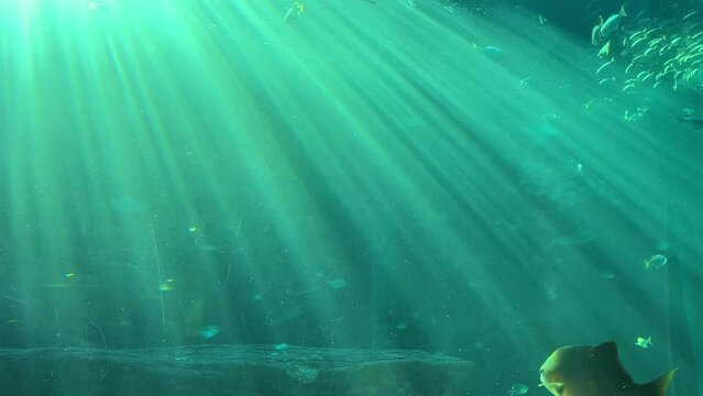 Galjoen-Bilder: Stock-Fotos & -Videos. | Adobe Stock