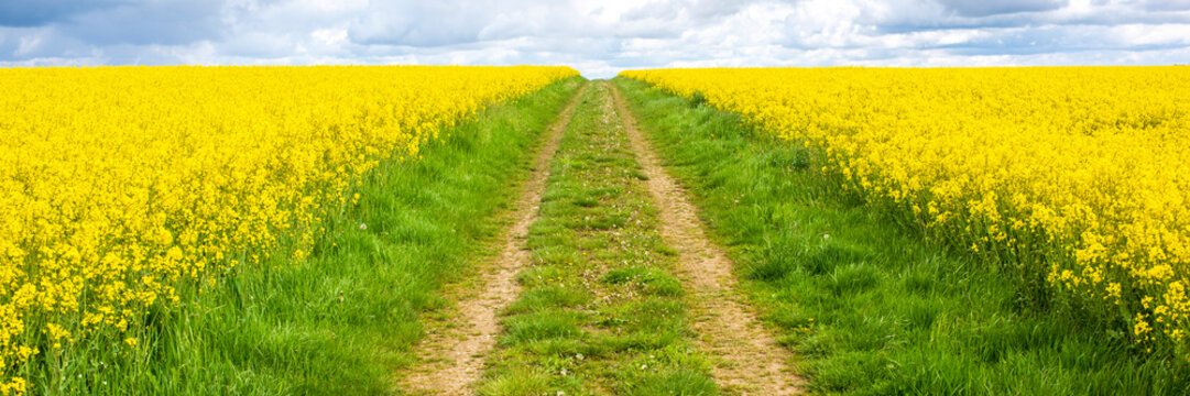 Graspollen Bilder – Durchsuchen 5,326 Archivfotos, Vektorgrafiken und ...