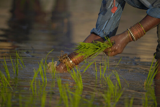 รูปภาพKhet – เลือกดูภาพถ่ายสต็อก เวกเตอร์ และวิดีโอ502 | Adobe Stock