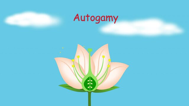 Self-Pollination Images – Browse 405 Stock Photos, Vectors, and Video ...