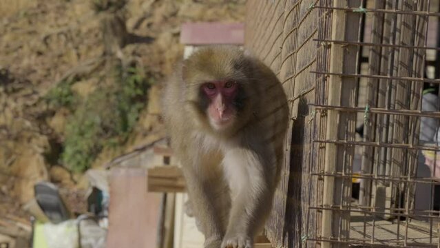 "Mandrill Monkey" Imagens – Procure 98 fotos, vetores e vídeos | Adobe ...