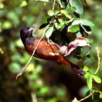 Pirole Bilder – Durchsuchen 7,500 Archivfotos, Vektorgrafiken und ...