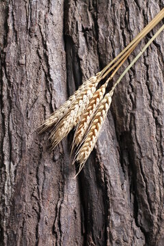 Gandum Images – Browse 69 Stock Photos, Vectors, and Video | Adobe Stock