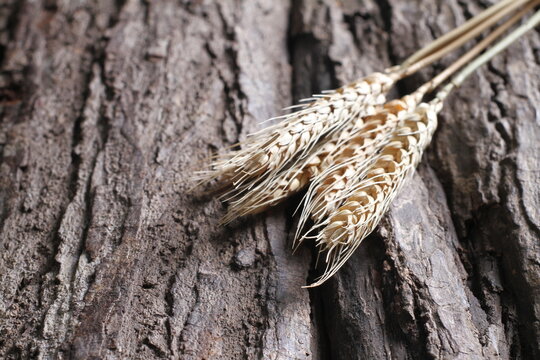 Gandum Images – Browse 33 Stock Photos, Vectors, and Video | Adobe Stock