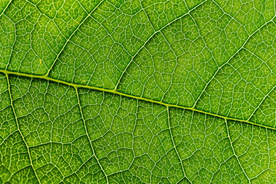 Photosynthesis Images – HD & 4K Photos Free to Download | PikWizard