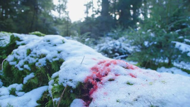 Blood Forest Images – Browse 46,145 Stock Photos, Vectors, and Video ...