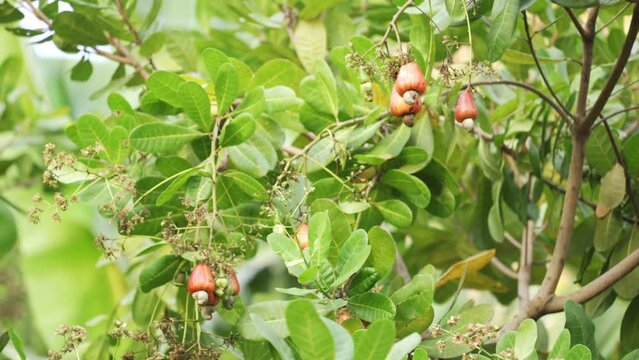 "Cashew Tree" Images – Browse 165,247 Stock Photos, Vectors, and Video ...