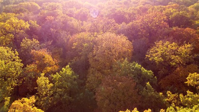 Treetop Imagens – Procure 176,792 fotos, vetores e vídeos | Adobe Stock