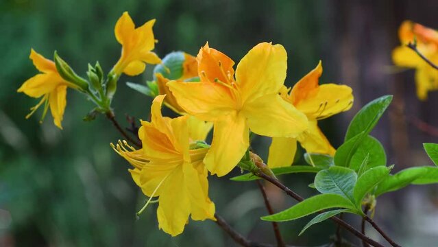 "Yellow Azalea" Images – Browse 459 Stock Photos, Vectors, and Video ...