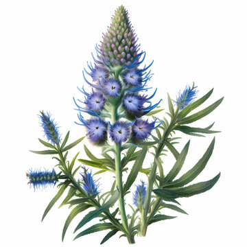 รูปภาพEchium – เลือกดูภาพถ่ายสต็อก เวกเตอร์ และวิดีโอ5,310 | Adobe Stock