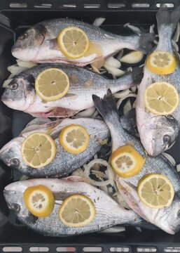 Imagens de "Dorade Box" – Explore Fotografias do Stock, Vetores e ...