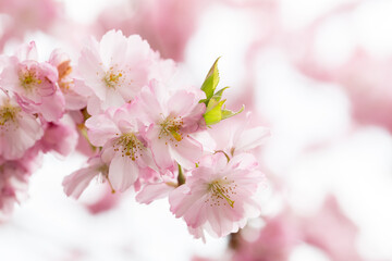 20+ Free Cherry Desktop Wallpaper | Free HD Downloads - Pikwizard