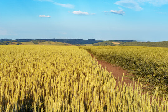 Goldhafer Bilder – Durchsuchen 24,695 Archivfotos, Vektorgrafiken und ...