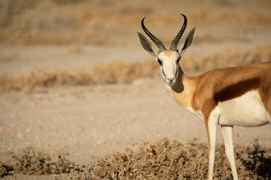 Graminivorous bilder – Bläddra bland 524 stockfoton, vektorer och ...