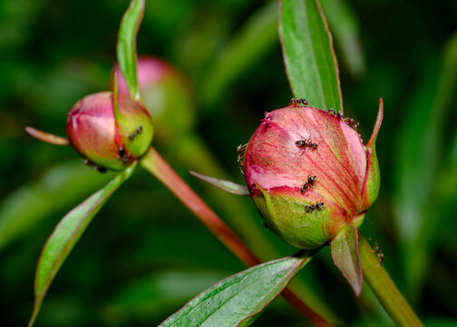 Peon Images – Browse 9,479 Stock Photos, Vectors, and Video | Adobe Stock