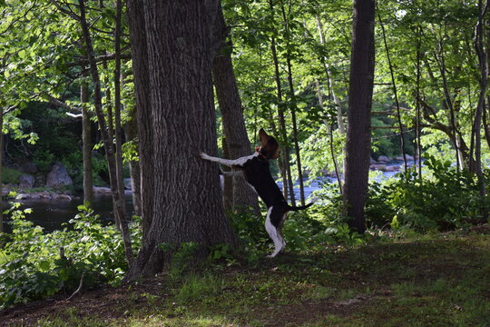 Treeing Walker Coonhound Climbing Tree
