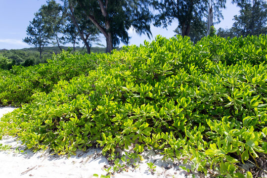 "Beach Cabbage" Images – Browse 509 Stock Photos, Vectors, and Video ...