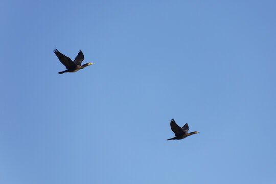 Kormorane Images – Parcourir 1,899 le catalogue de photos, vecteurs et ...