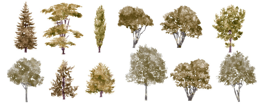 Architectural Trees In Elevation