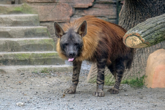 Hyna Images – Browse 47 Stock Photos, Vectors, and Video | Adobe Stock