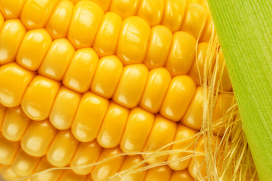 "Corn Background" Images – Browse 660 Stock Photos, Vectors, and Video ...