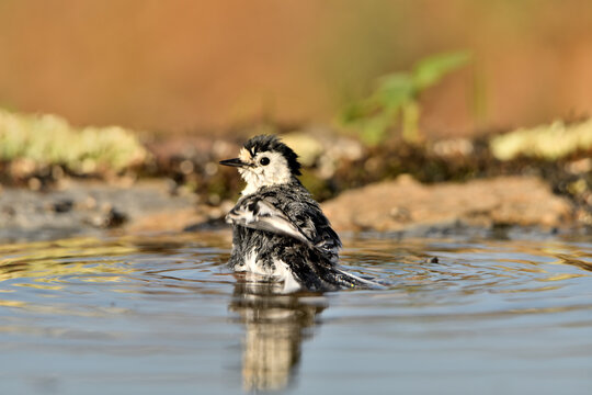 รูปภาพAcicalar – เลือกดูภาพถ่ายสต็อก เวกเตอร์ และวิดีโอ76 | Adobe Stock